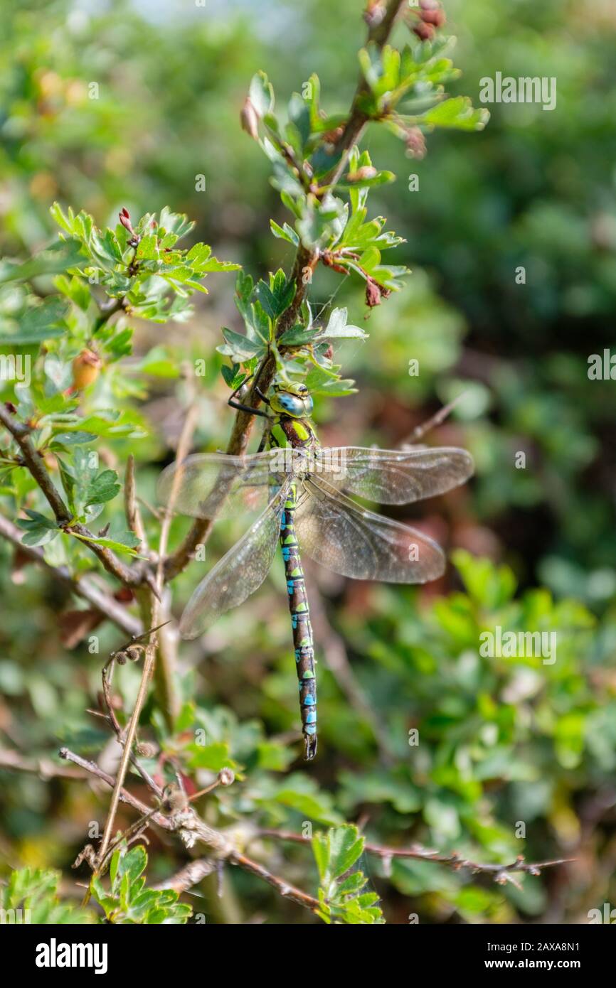 Back view of a green form male Southern Hawker (Aeshna cyanea ...