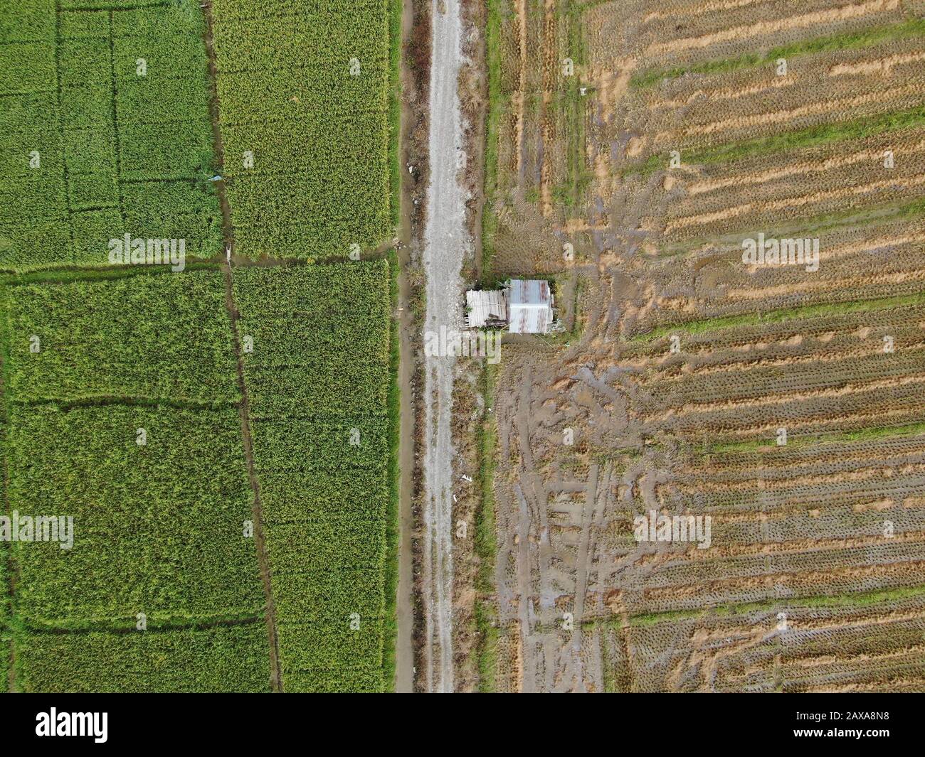A top down aerial view of a paddy field with farmers at work. Located ...