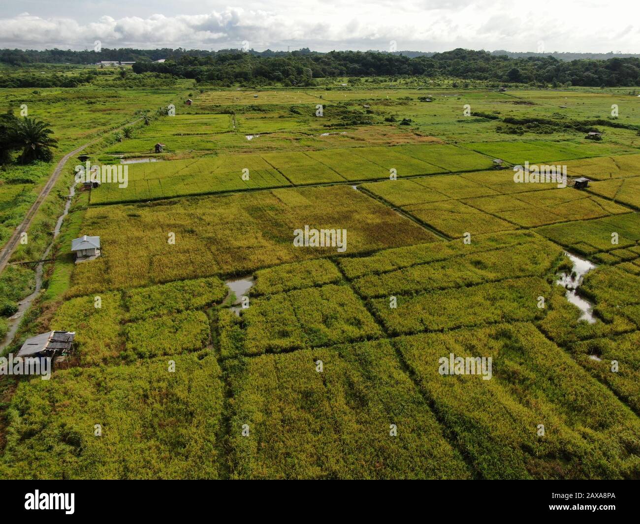 Padi aerial hi-res stock photography and images - Alamy