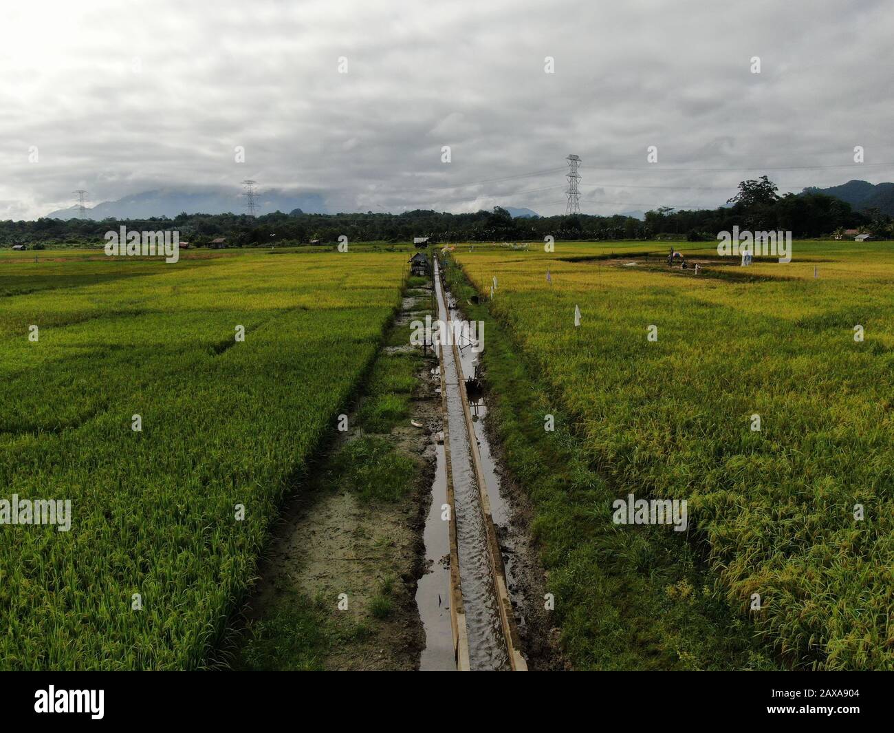 Padi aerial hi-res stock photography and images - Alamy