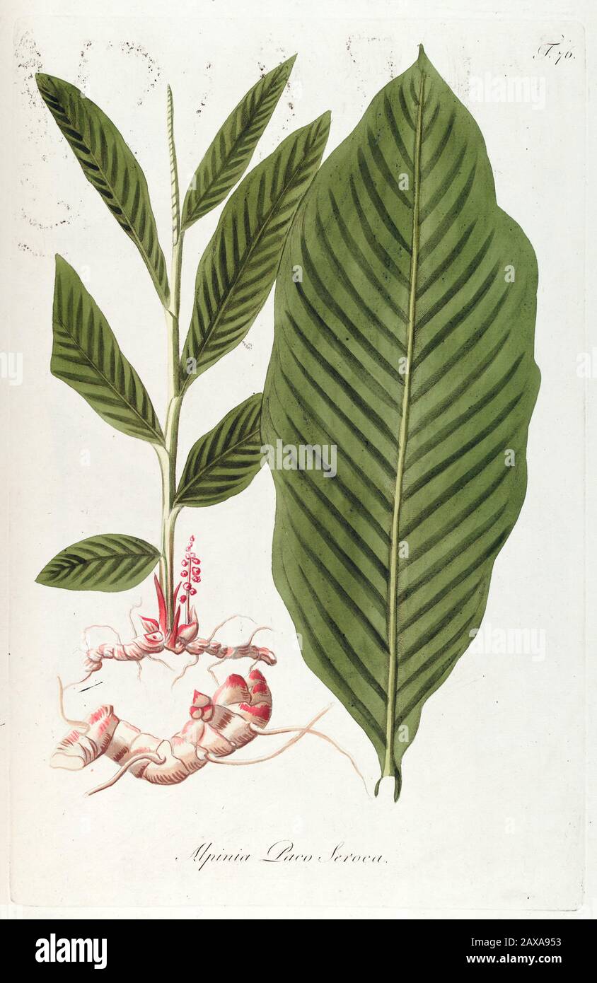 Flower plant anatomy hi-res stock photography and images - Alamy