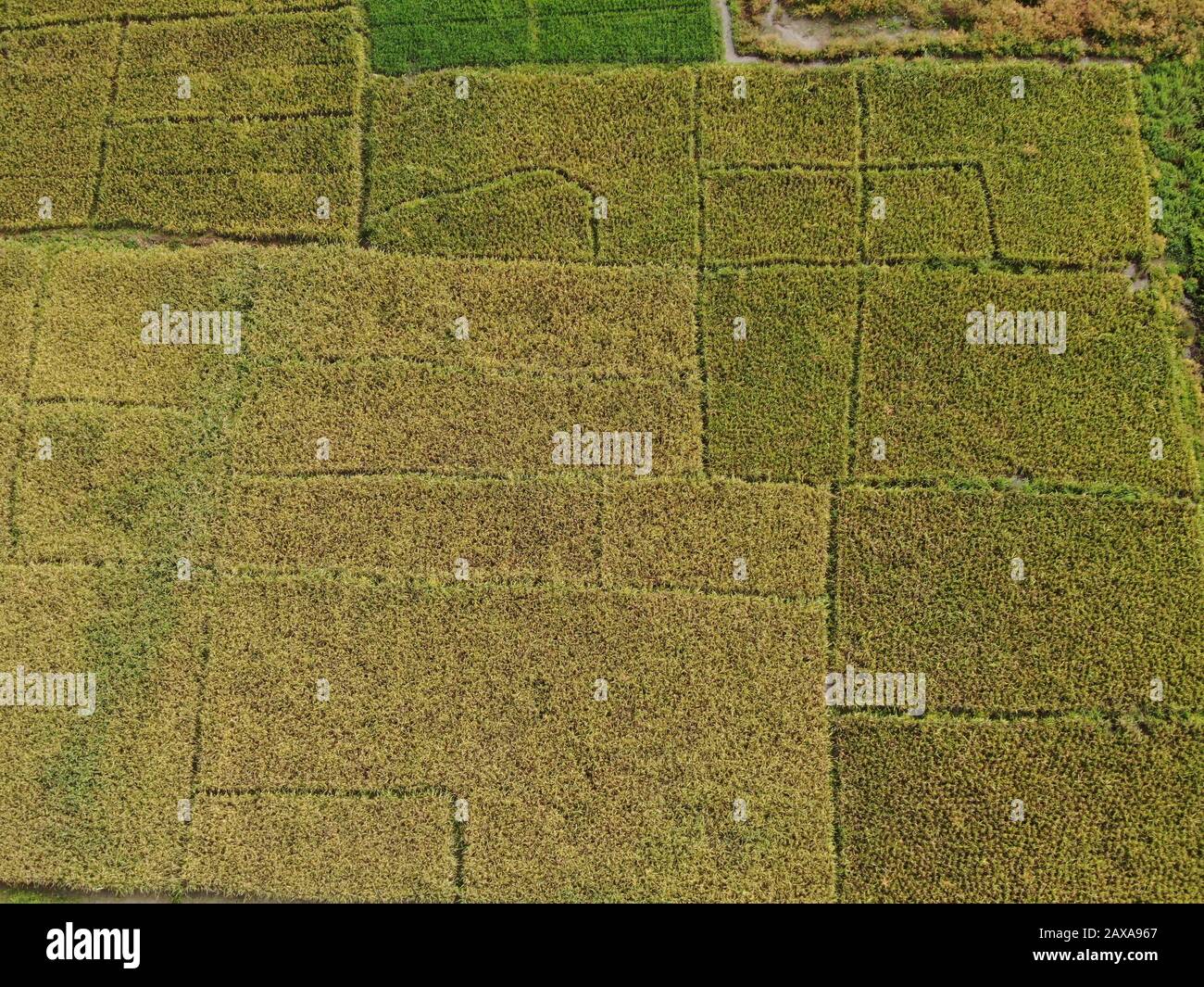 A top down aerial view of a paddy field with farmers at work. Located ...