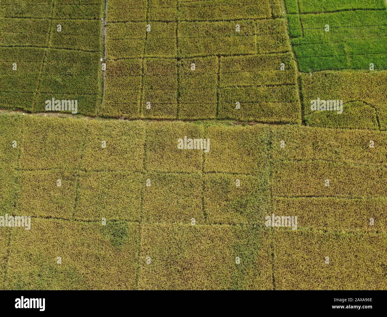 A top down aerial view of a paddy field with farmers at work. Located ...