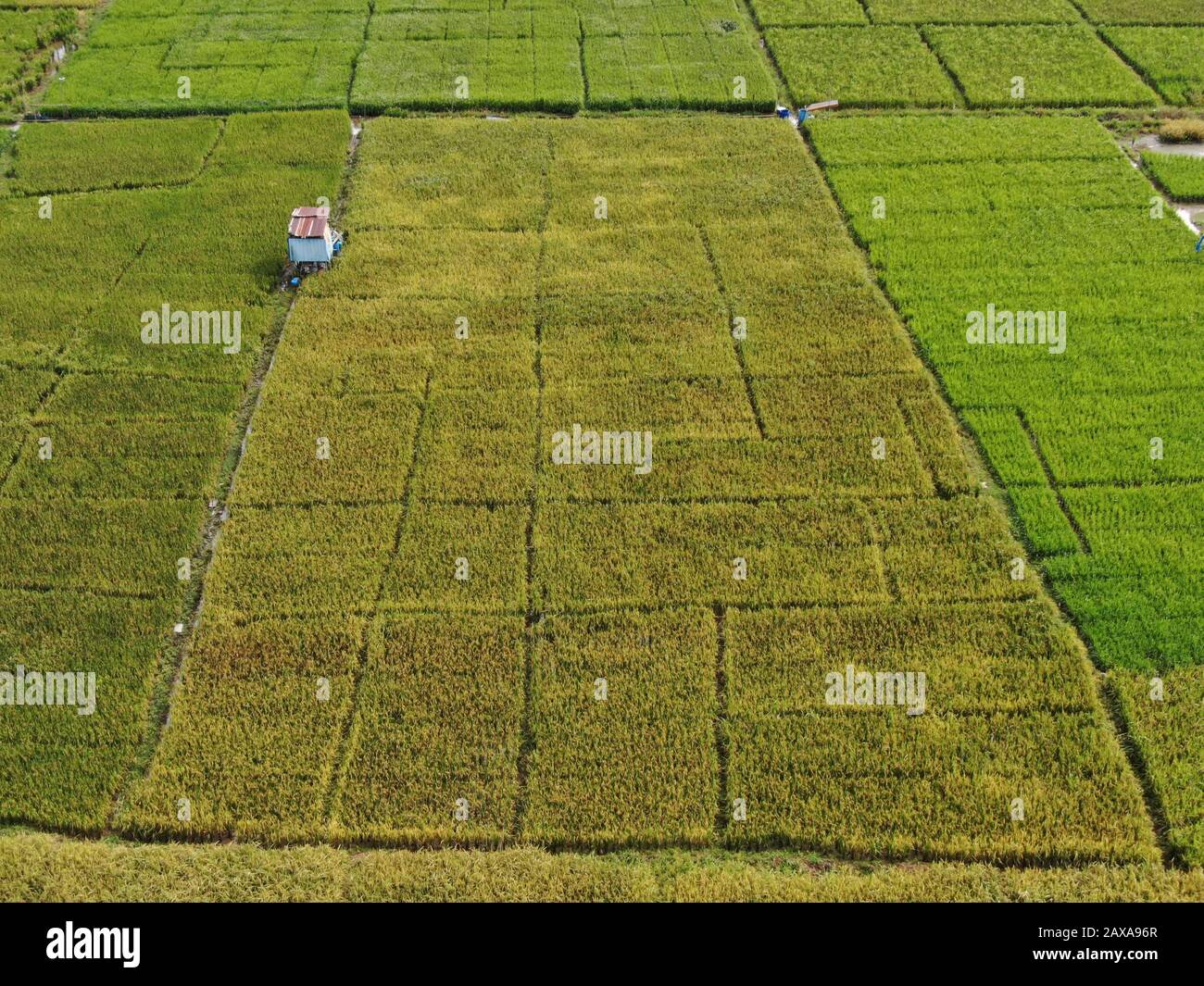 A top down aerial view of a paddy field with farmers at work. Located ...