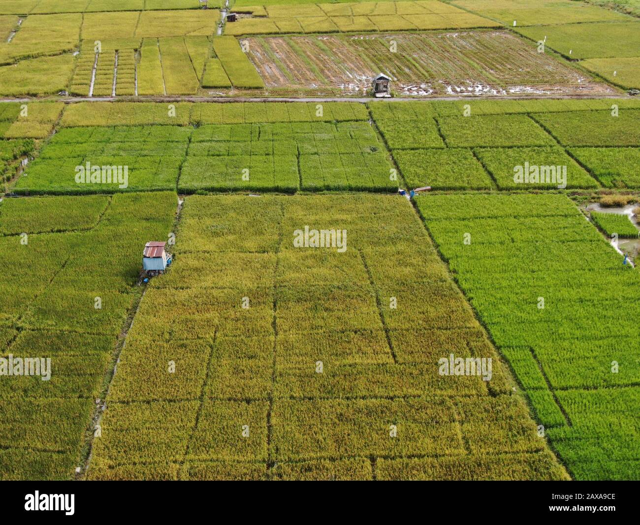 A top down aerial view of a paddy field with farmers at work. Located ...