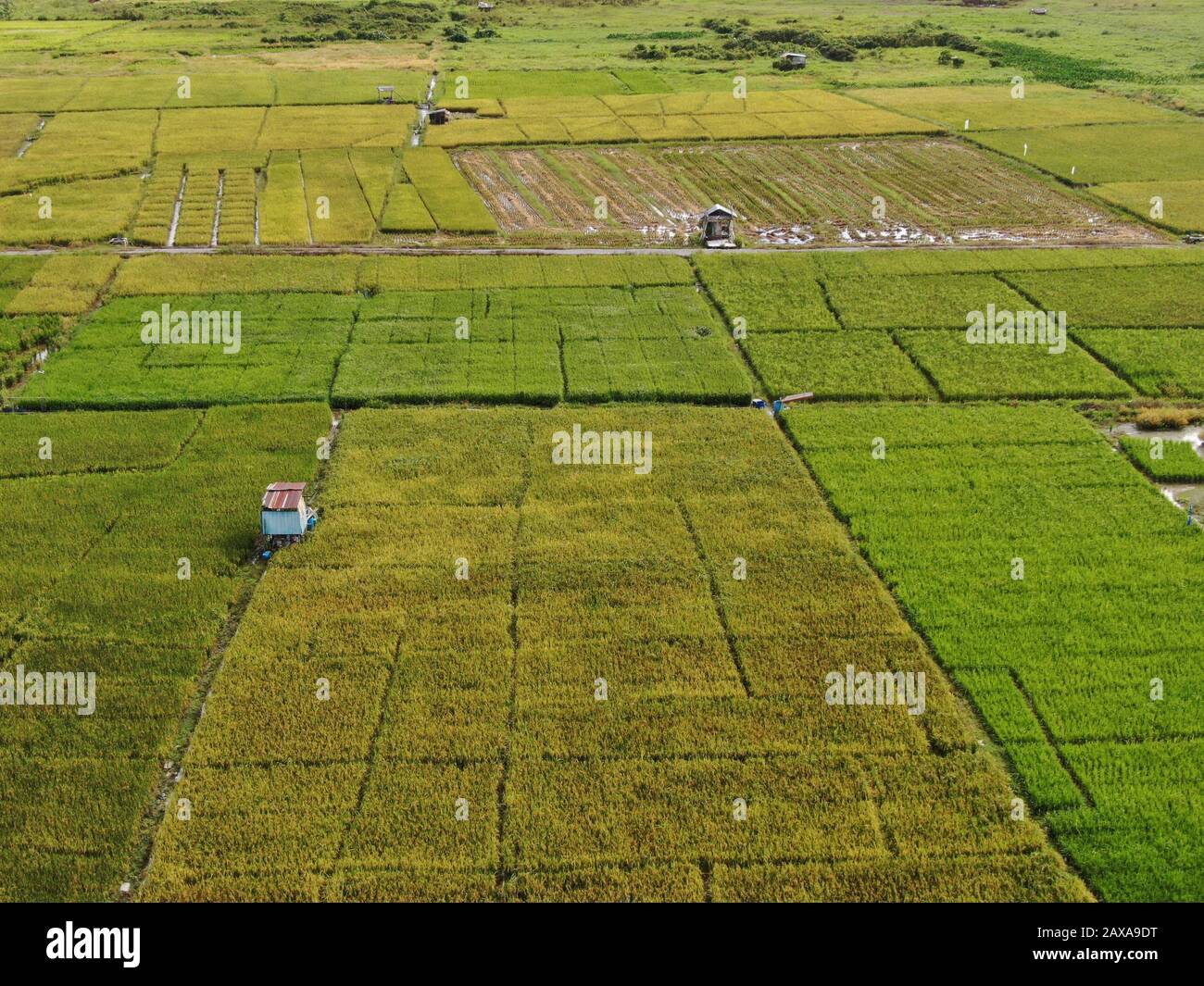 Padi aerial hi-res stock photography and images - Alamy
