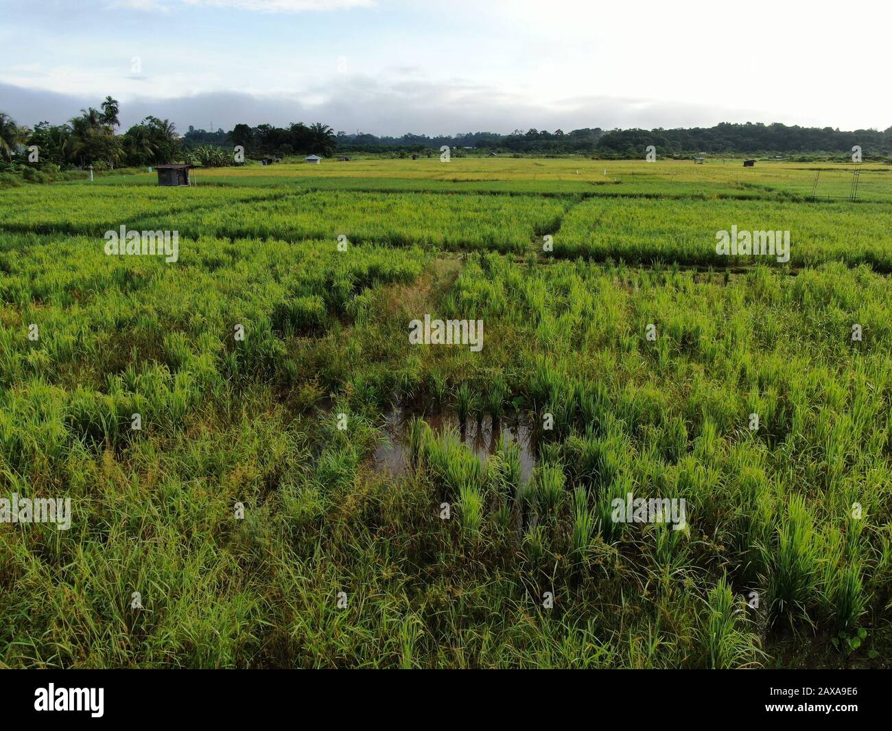 A top down aerial view of a paddy field with farmers at work. Located ...