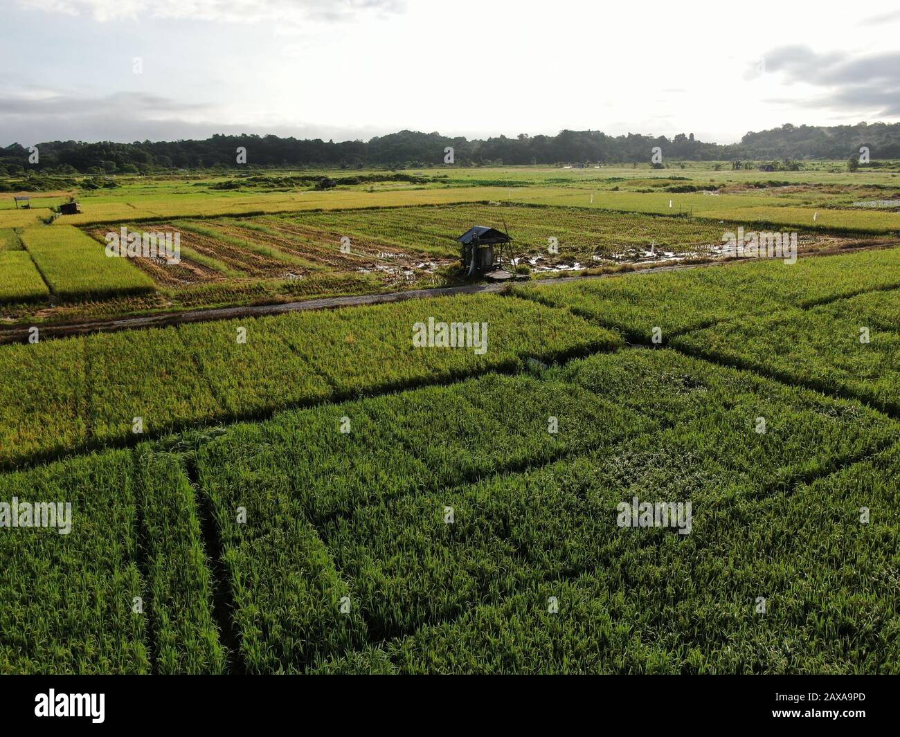 A top down aerial view of a paddy field with farmers at work. Located ...