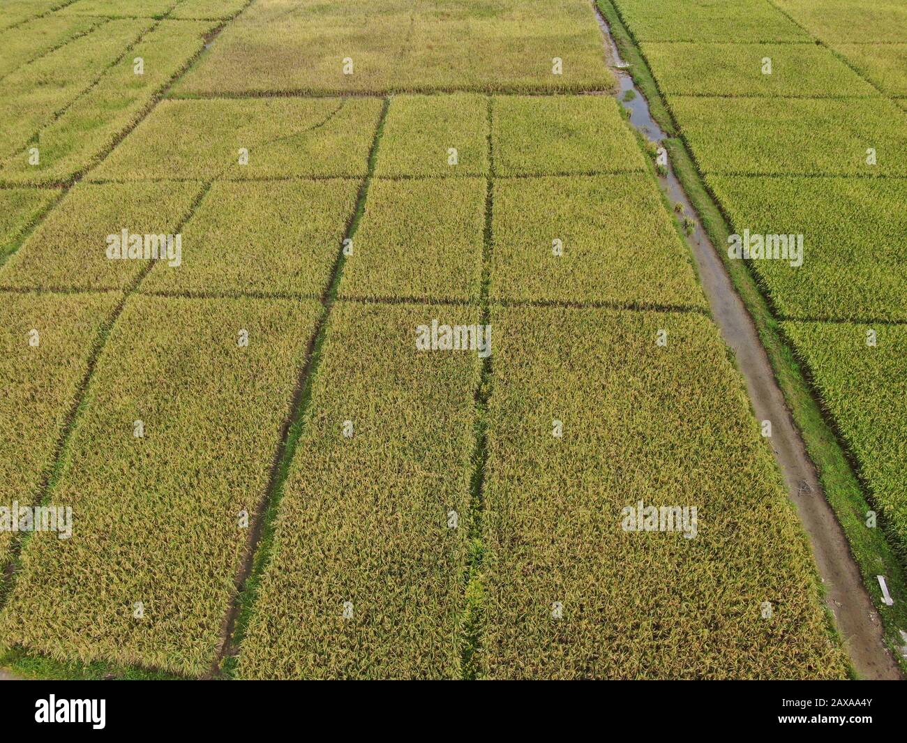 A top down aerial view of a paddy field with farmers at work. Located ...