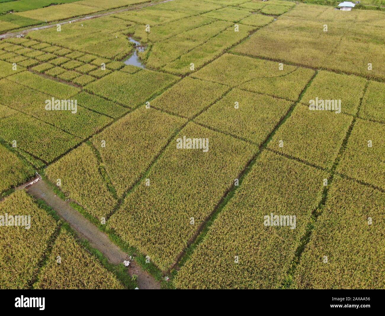 A top down aerial view of a paddy field with farmers at work. Located ...