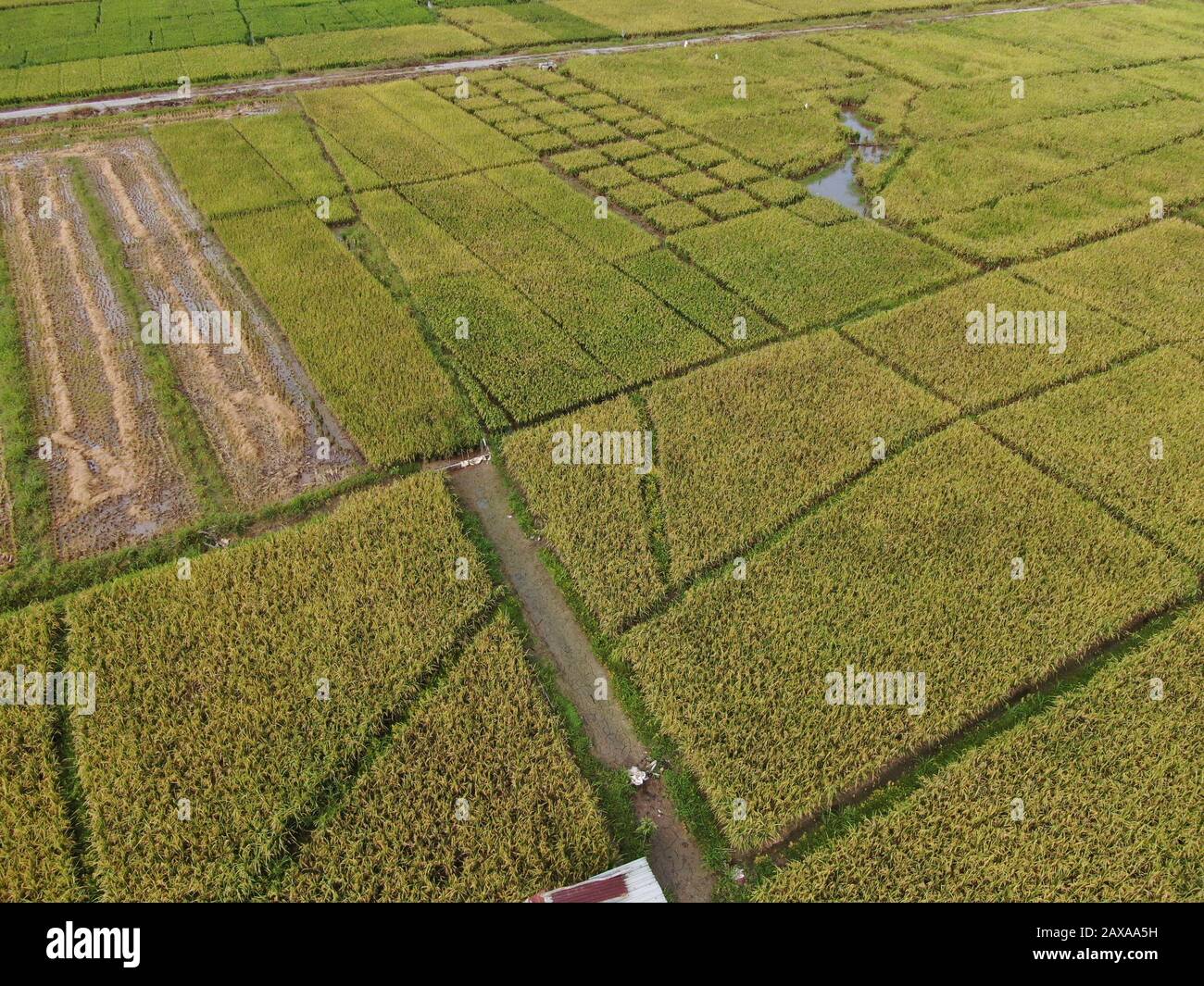A top down aerial view of a paddy field with farmers at work. Located ...