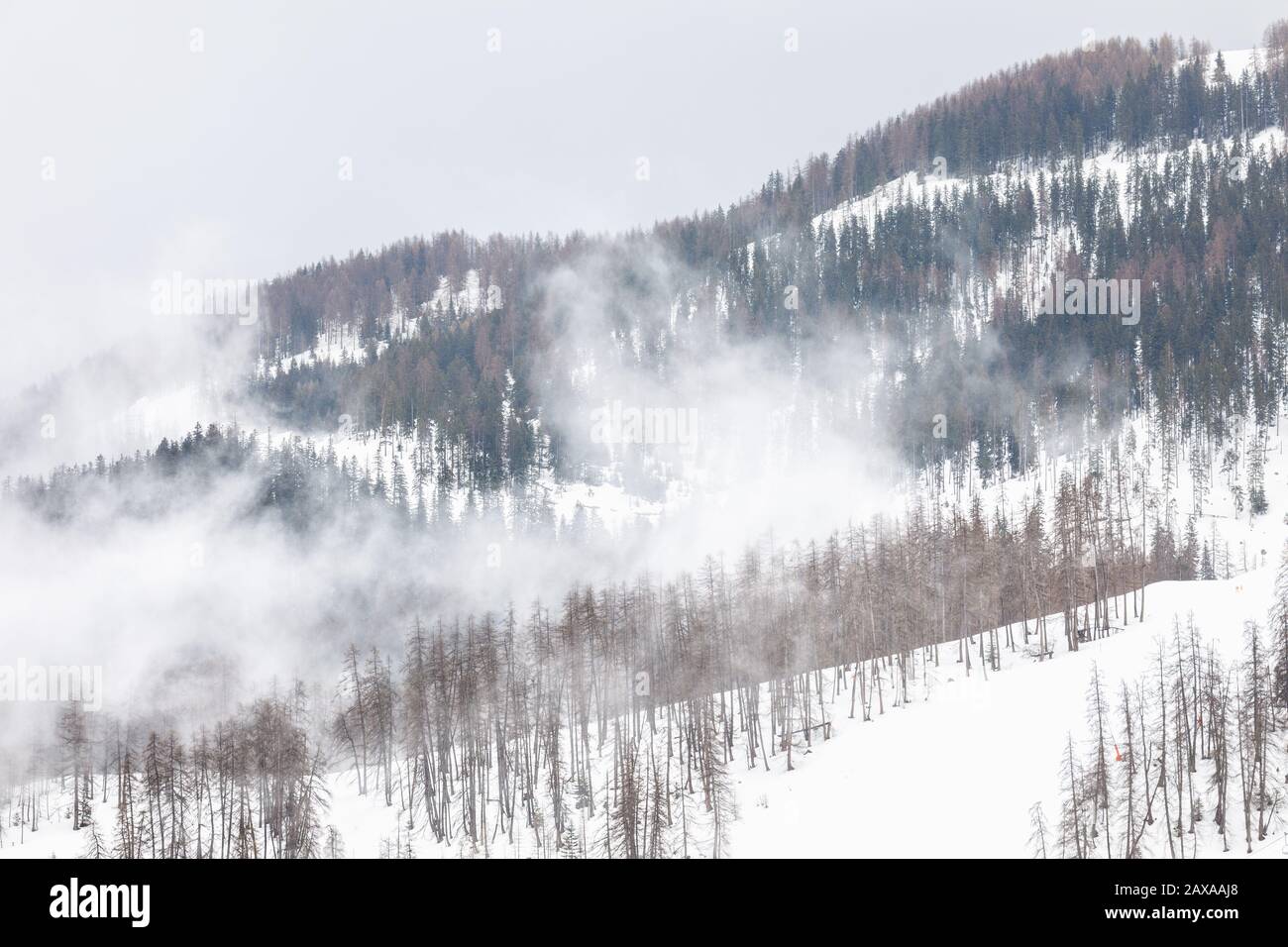 Tree frost white graphic winter hi-res stock photography and images - Alamy
