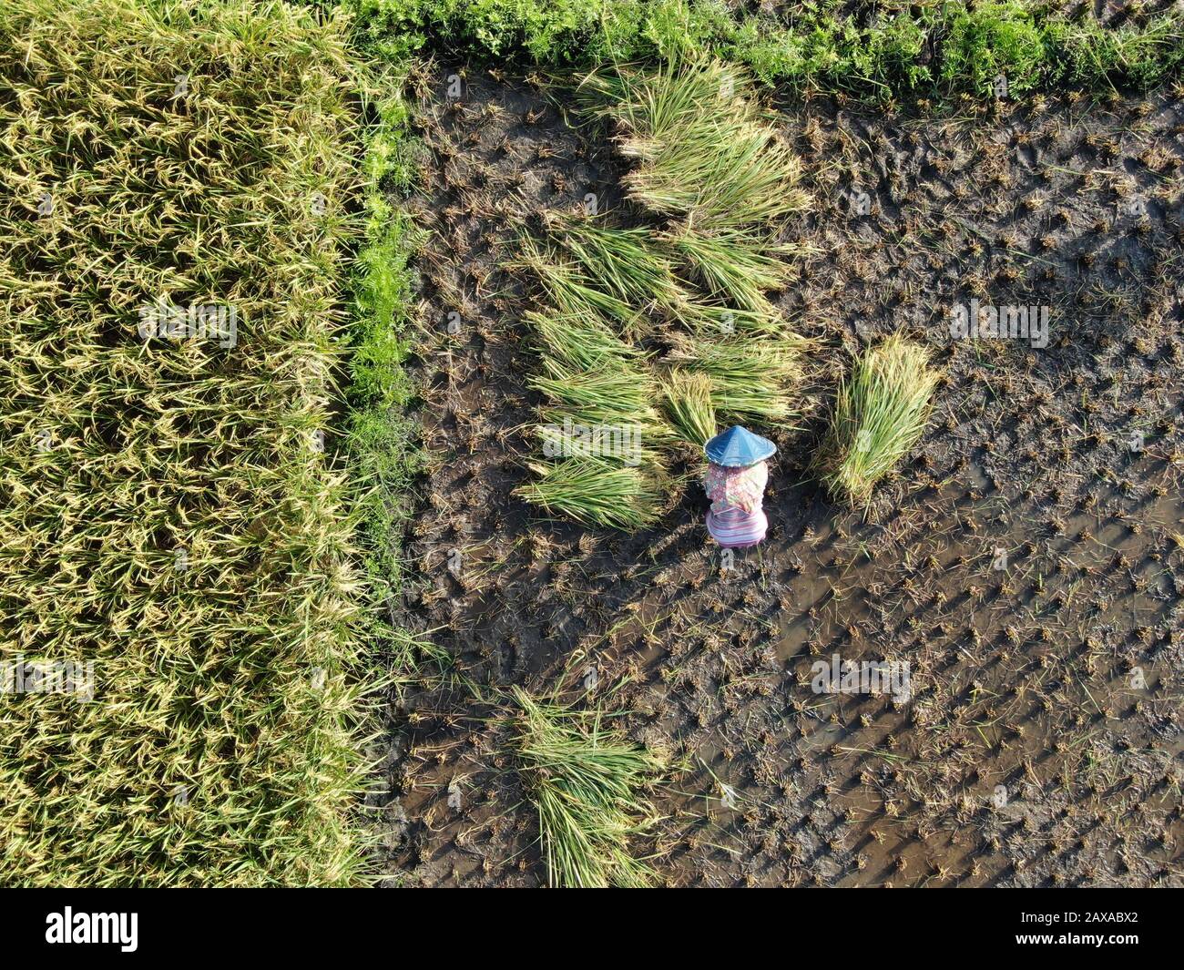 A top down aerial view of a paddy field with farmers at work. Located ...