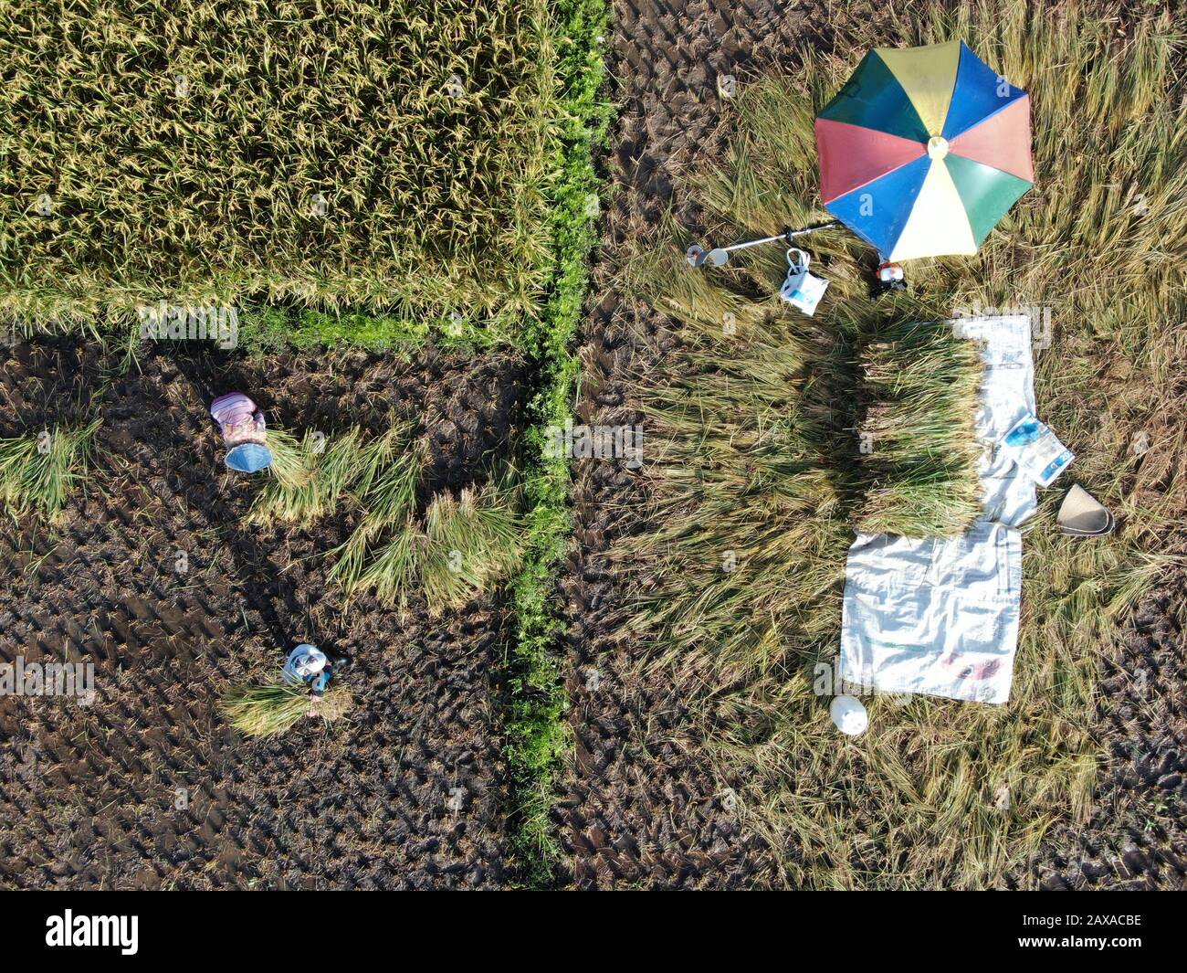 A top down aerial view of a paddy field with farmers at work. Located ...