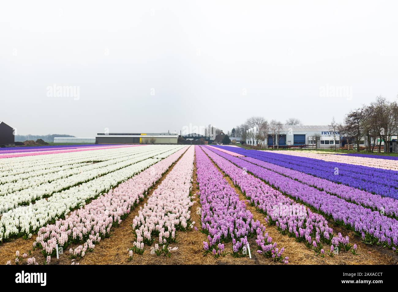 Colourful hyacinth fields in the Bollenstreek, Holland Stock Photo - Alamy