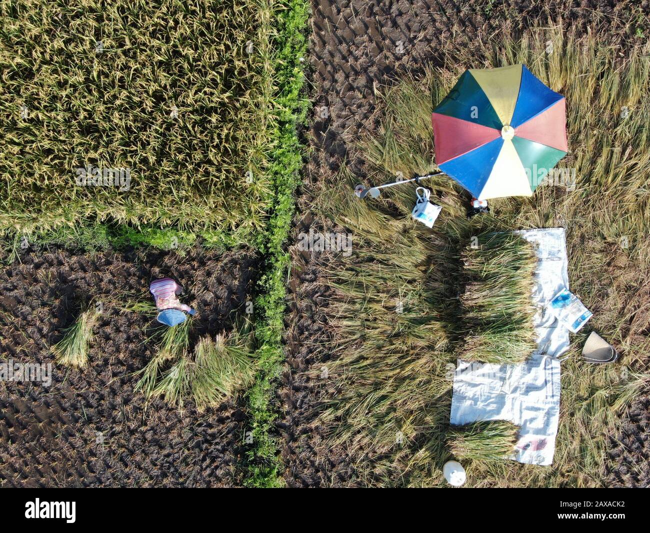 A top down aerial view of a paddy field with farmers at work. Located ...
