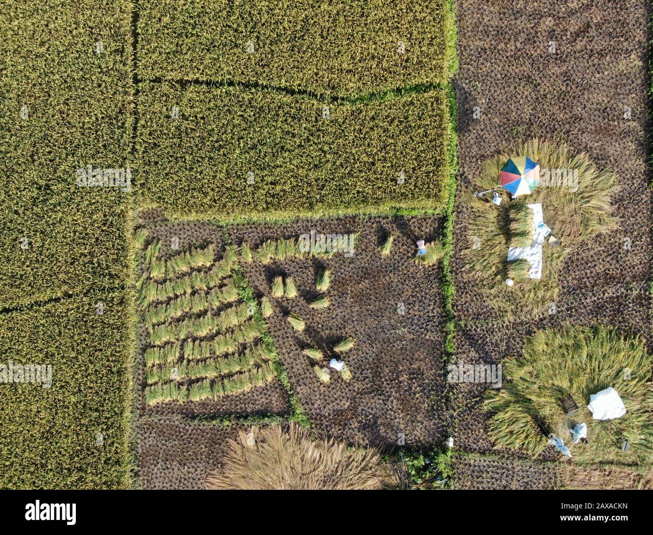 A top down aerial view of a paddy field with farmers at work. Located ...