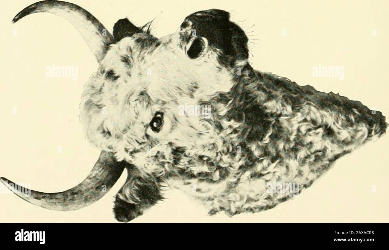 Tankerville hi-res stock photography and images - Alamy