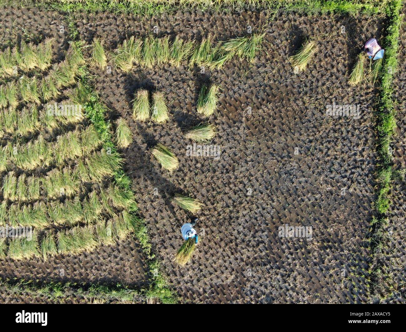 A top down aerial view of a paddy field with farmers at work. Located ...