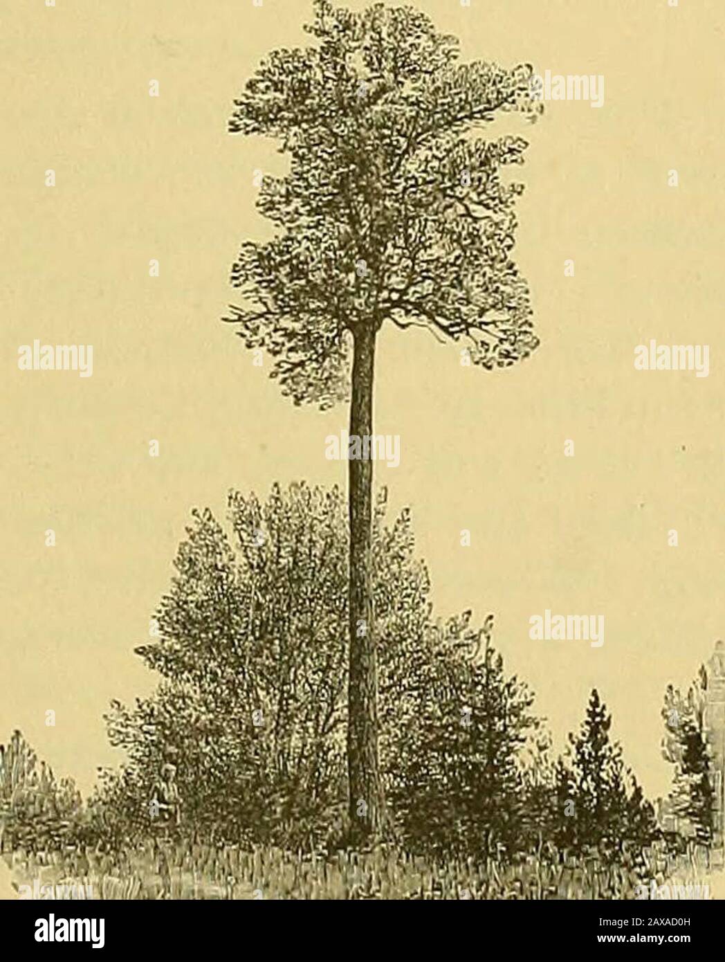 Tes inferior hi-res stock photography and images - Alamy