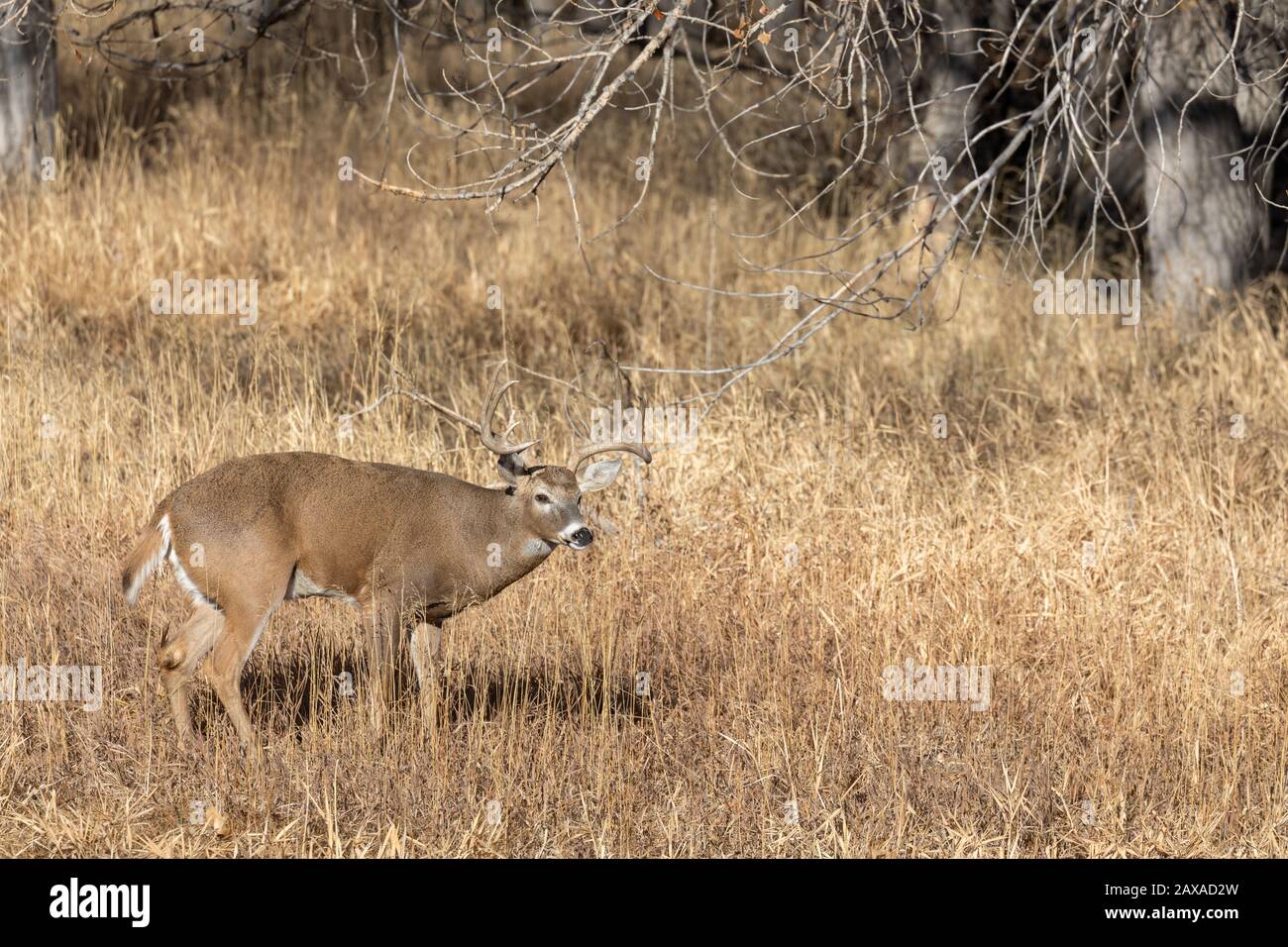 Whitetail Deer Buck in Colorado During the Fall Rut Stock Photo - Alamy