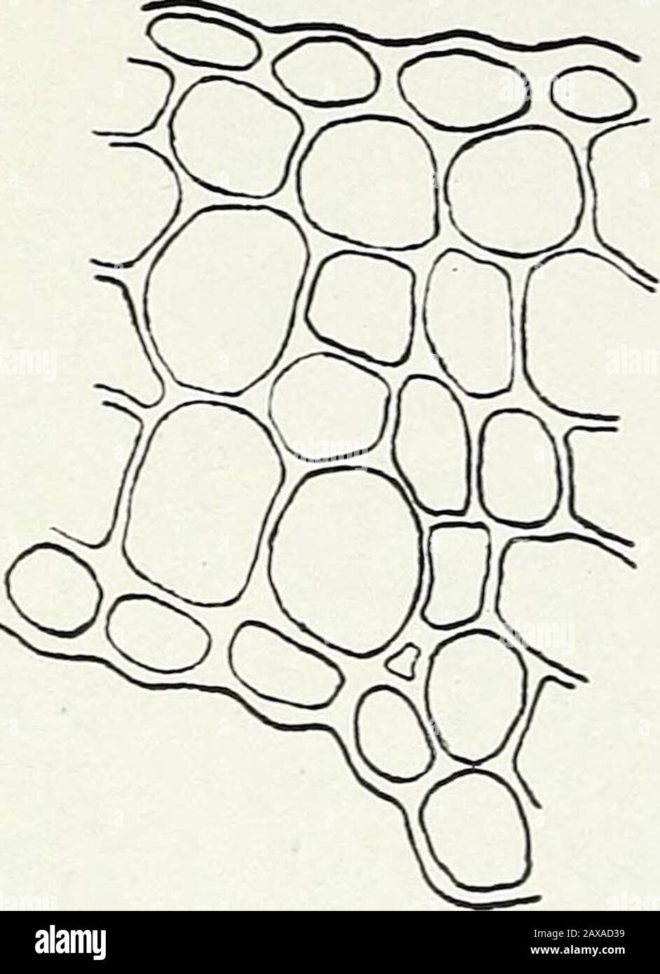 Pecan rosette : its histology, cytology, and relation to other ...