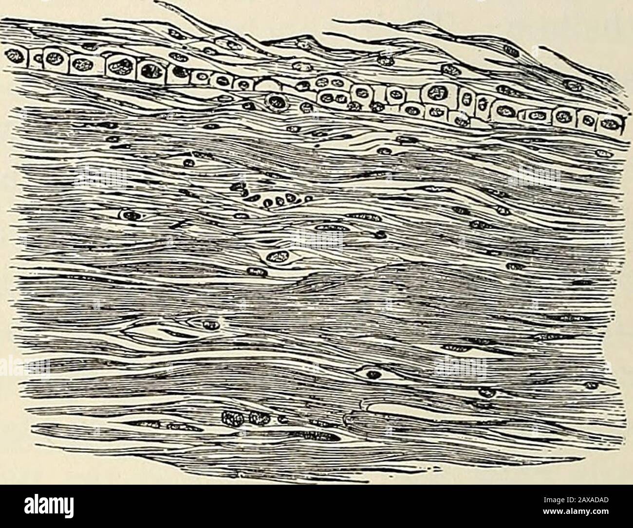 Laminated epithelium hi-res stock photography and images - Alamy