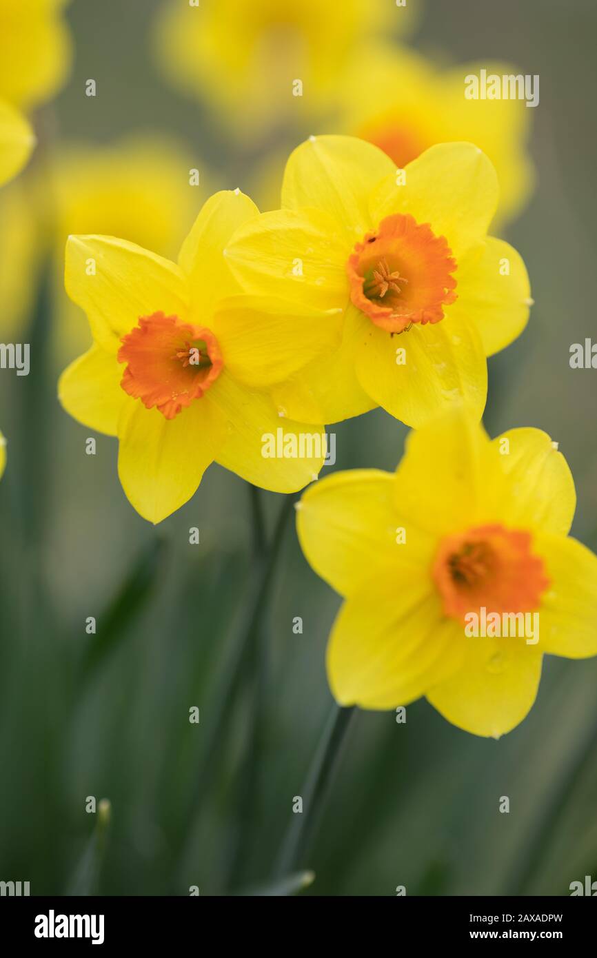 Daffodil daffodils orange white hi-res stock photography and images - Alamy