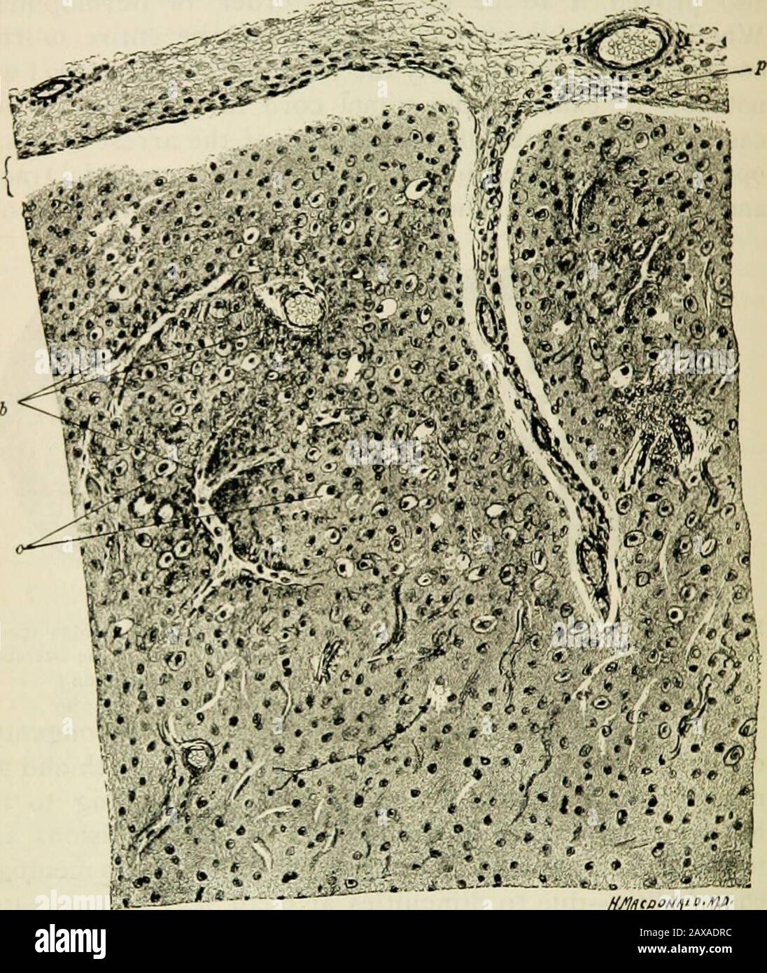 Primipara hi-res stock photography and images - Alamy