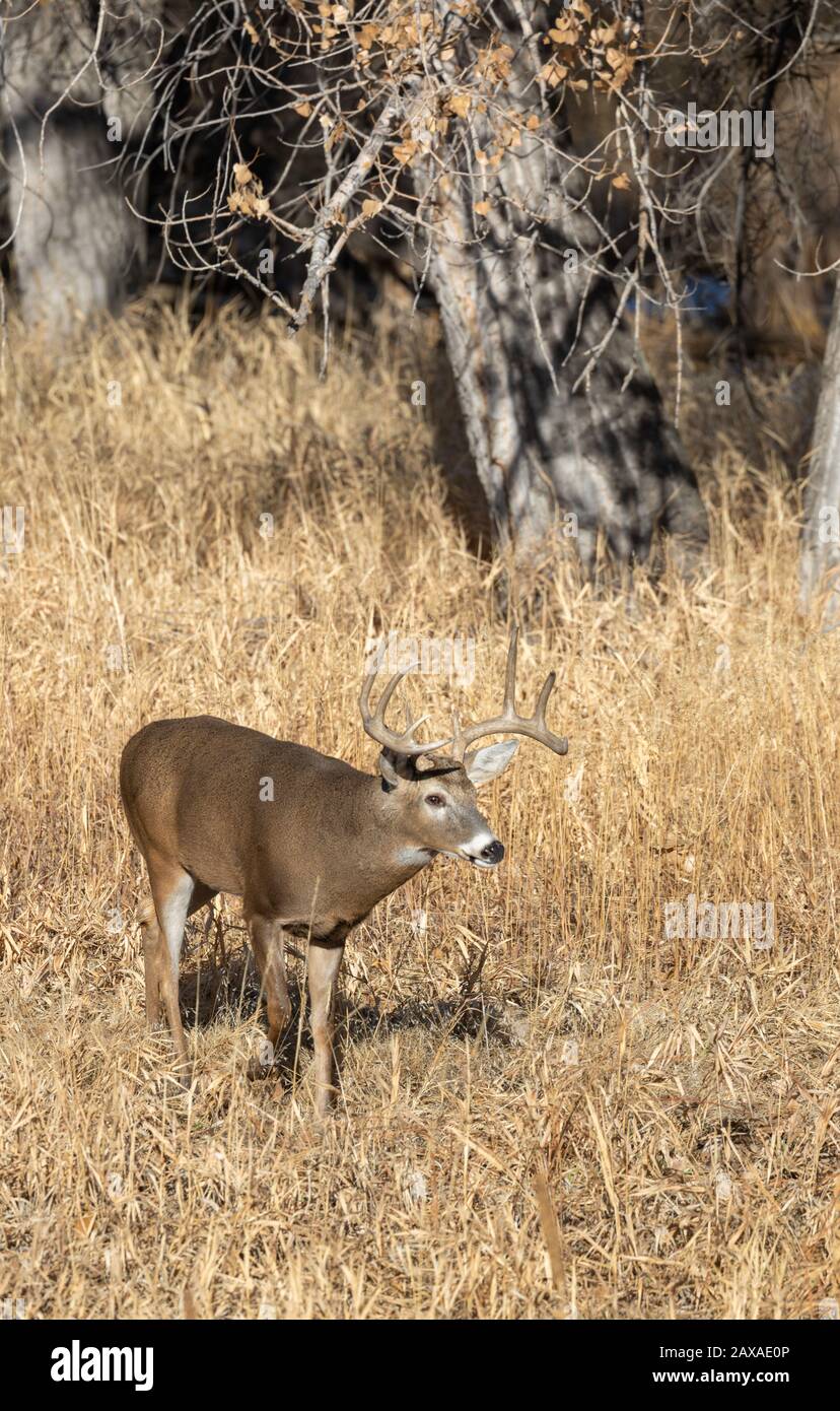 Whitetail Deer Buck in Colorado During the Fall Rut Stock Photo - Alamy