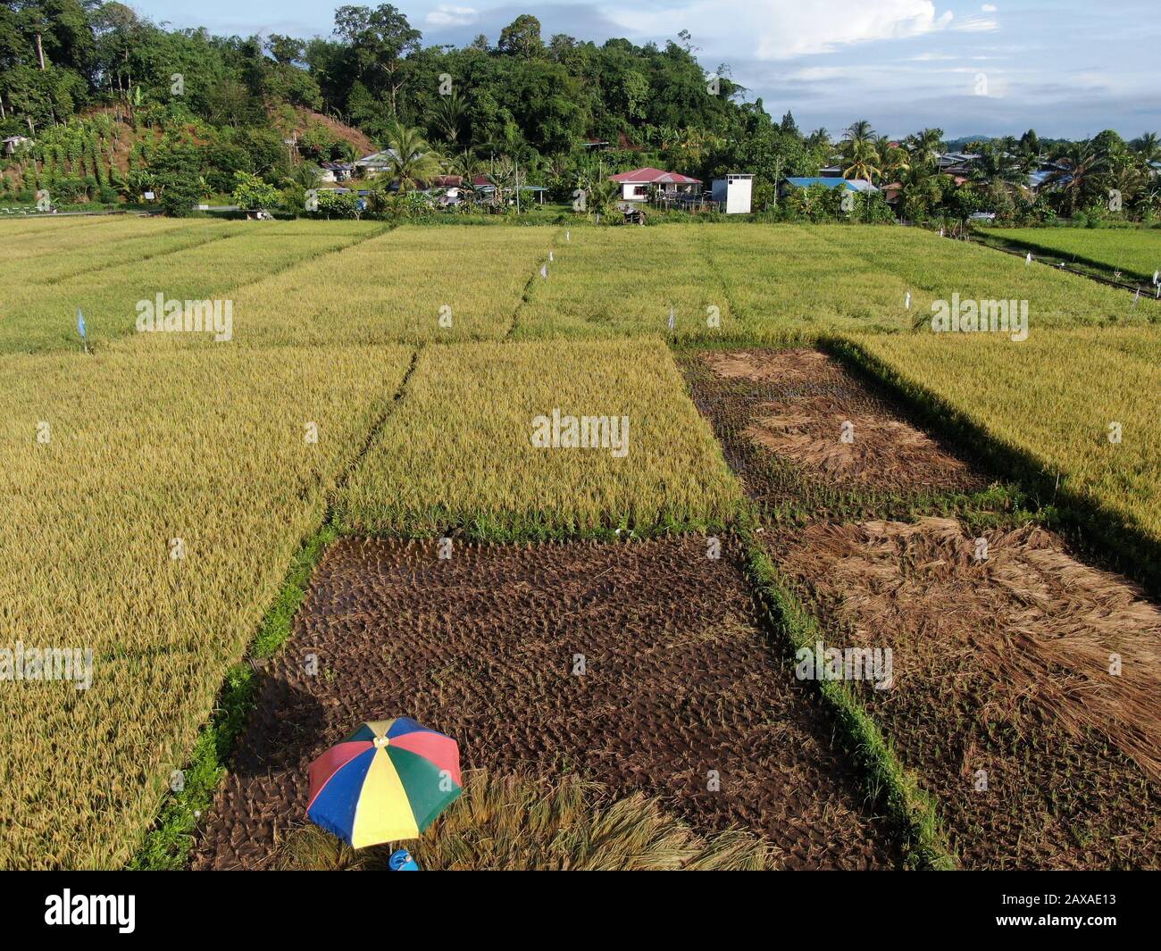 Tree top hut in a paddy field hi-res stock photography and images - Alamy