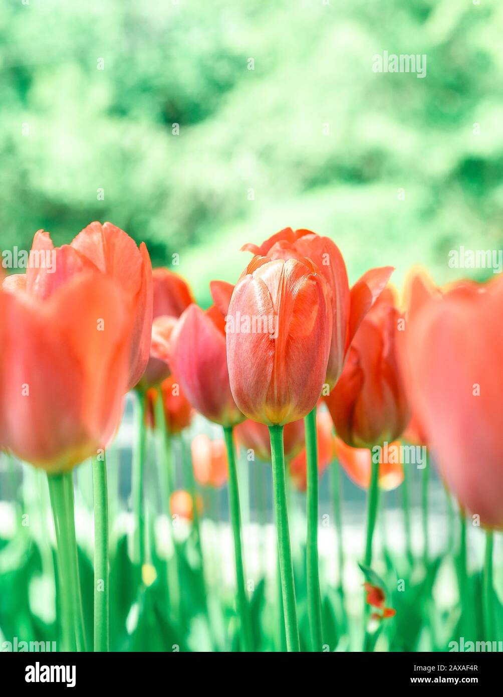 Tulip menton hi-res stock photography and images - Alamy