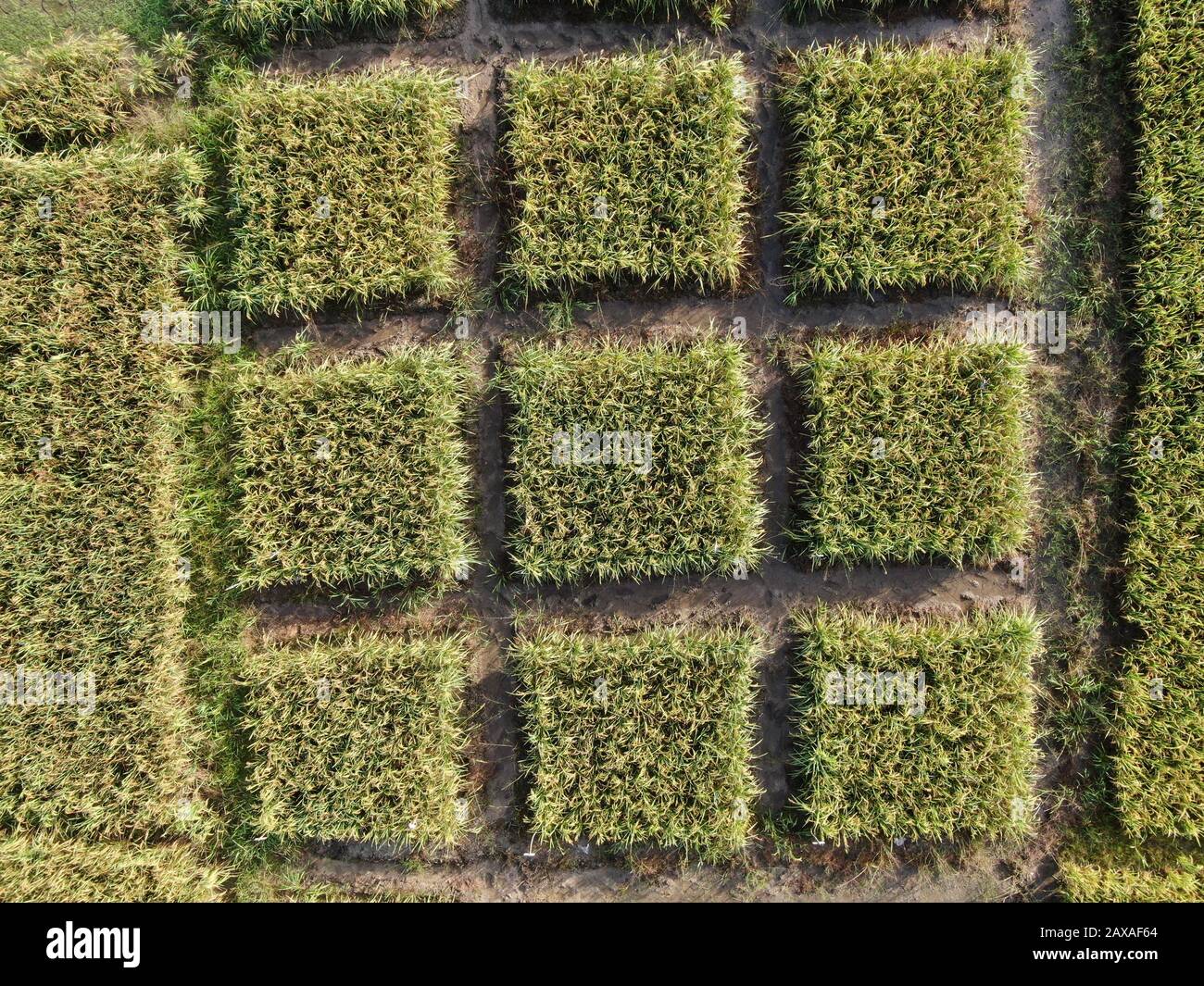 A top down aerial view of a paddy field with farmers at work. Located ...