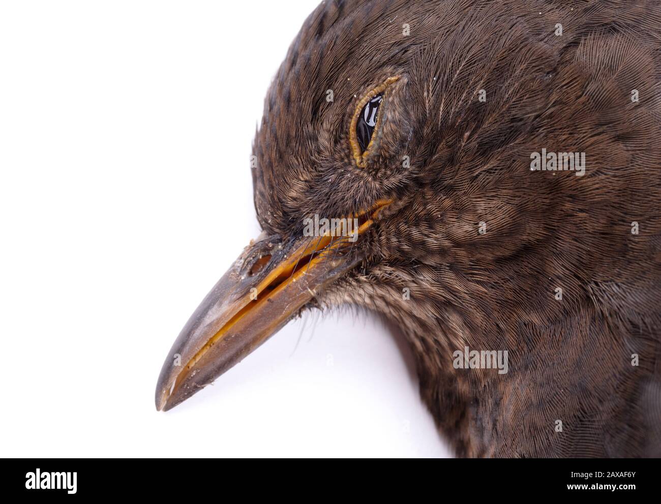 Dead blackbird isolated on a white background Stock Photo - Alamy