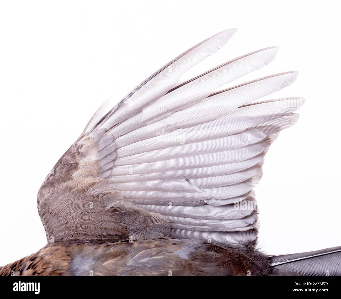 Wing of a dead blackbird isolated on a white background Stock Photo - Alamy
