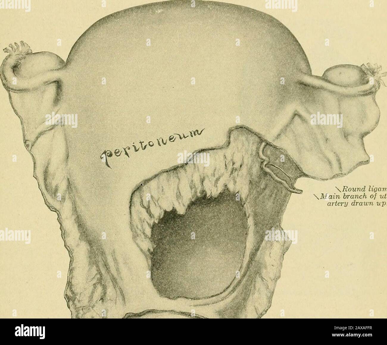 Dystocia pelvis hi-res stock photography and images - Alamy