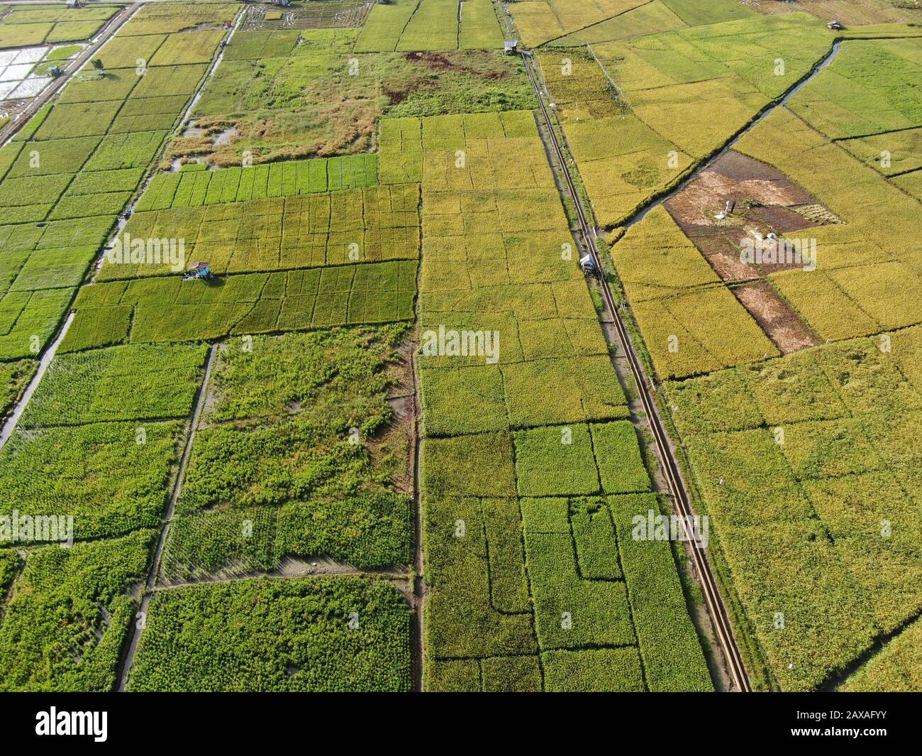 A top down aerial view of a paddy field with farmers at work. Located ...