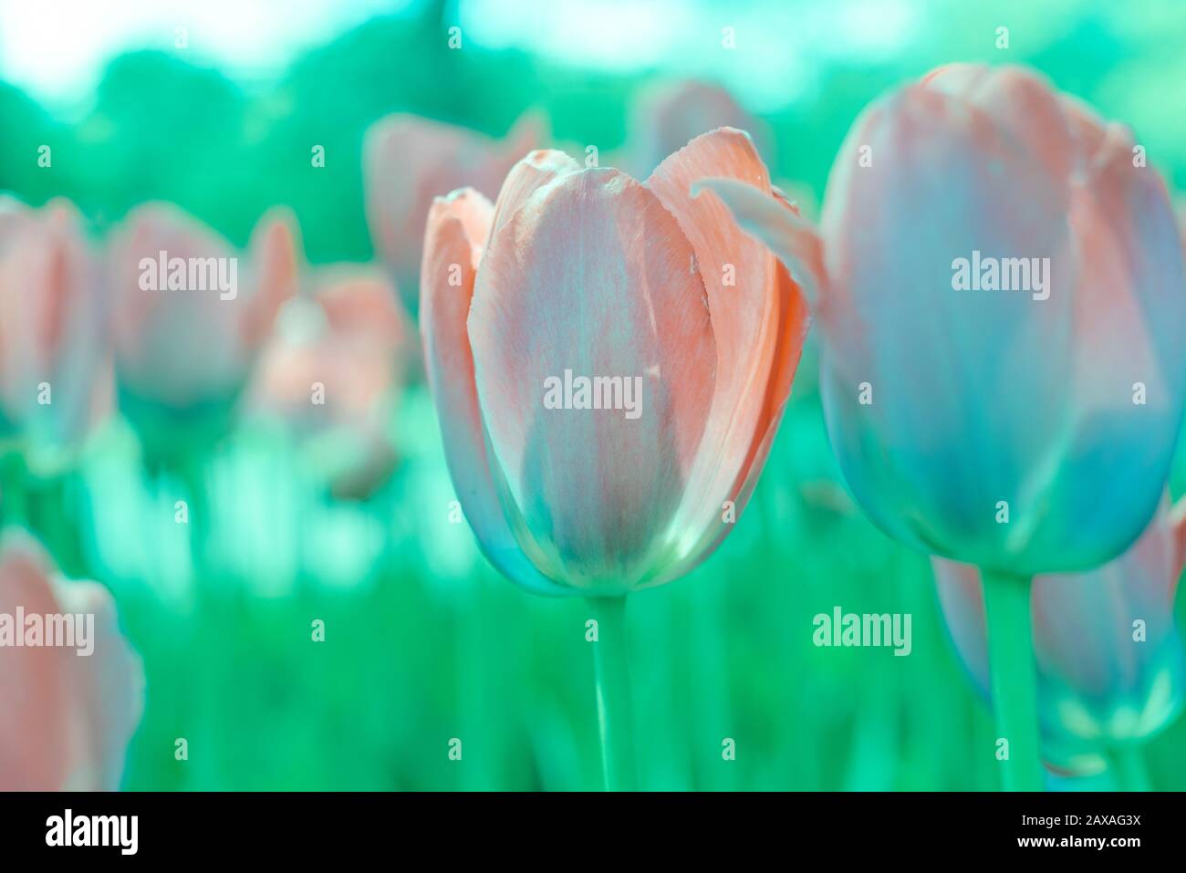 abstract background of tulips in colors aqua menton and lash lava Stock ...