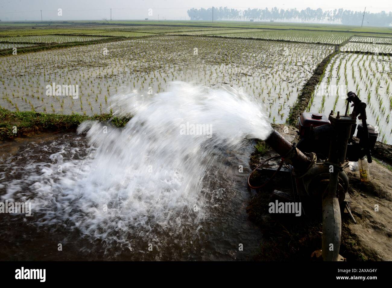 Irrigation by Deep tube well is being done on transplanted rice ...