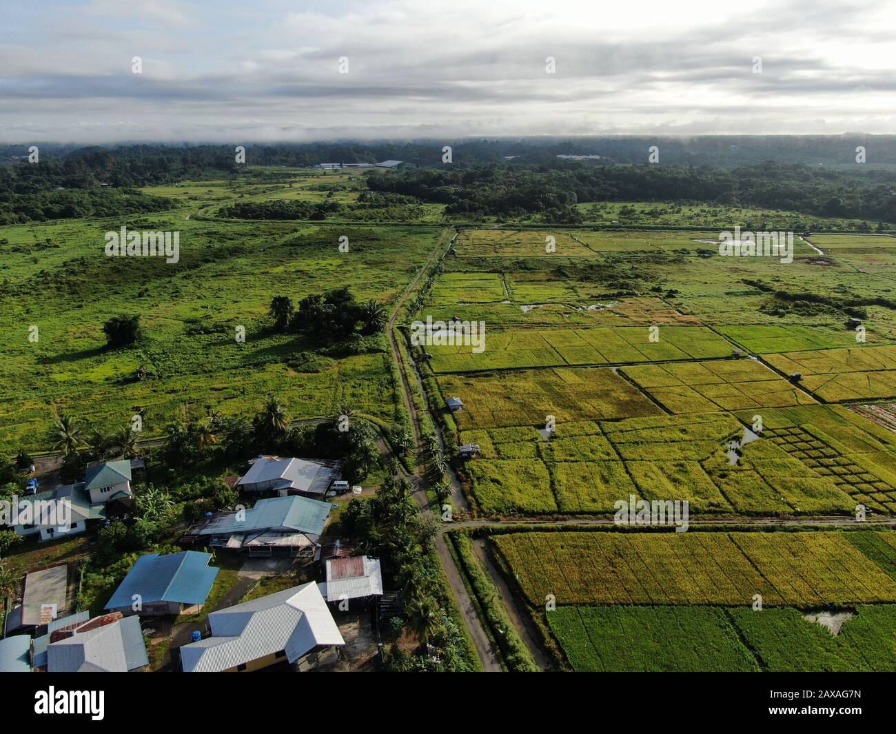 Padi aerial hi-res stock photography and images - Alamy