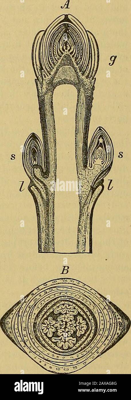 Bud formation hi-res stock photography and images - Alamy