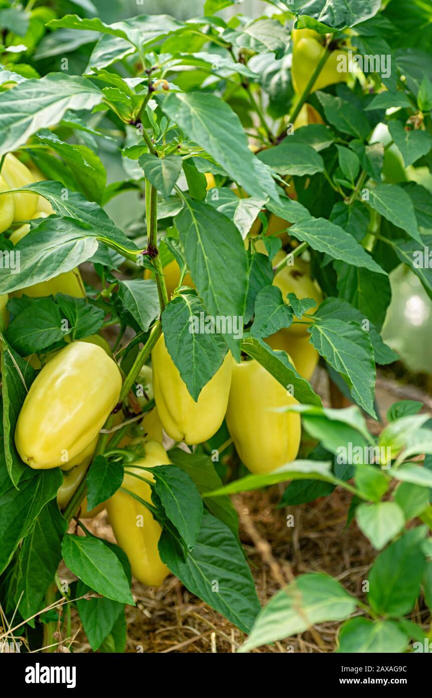 Sweet pepper growing in the vegetable garden. Unripe bell pepper ...