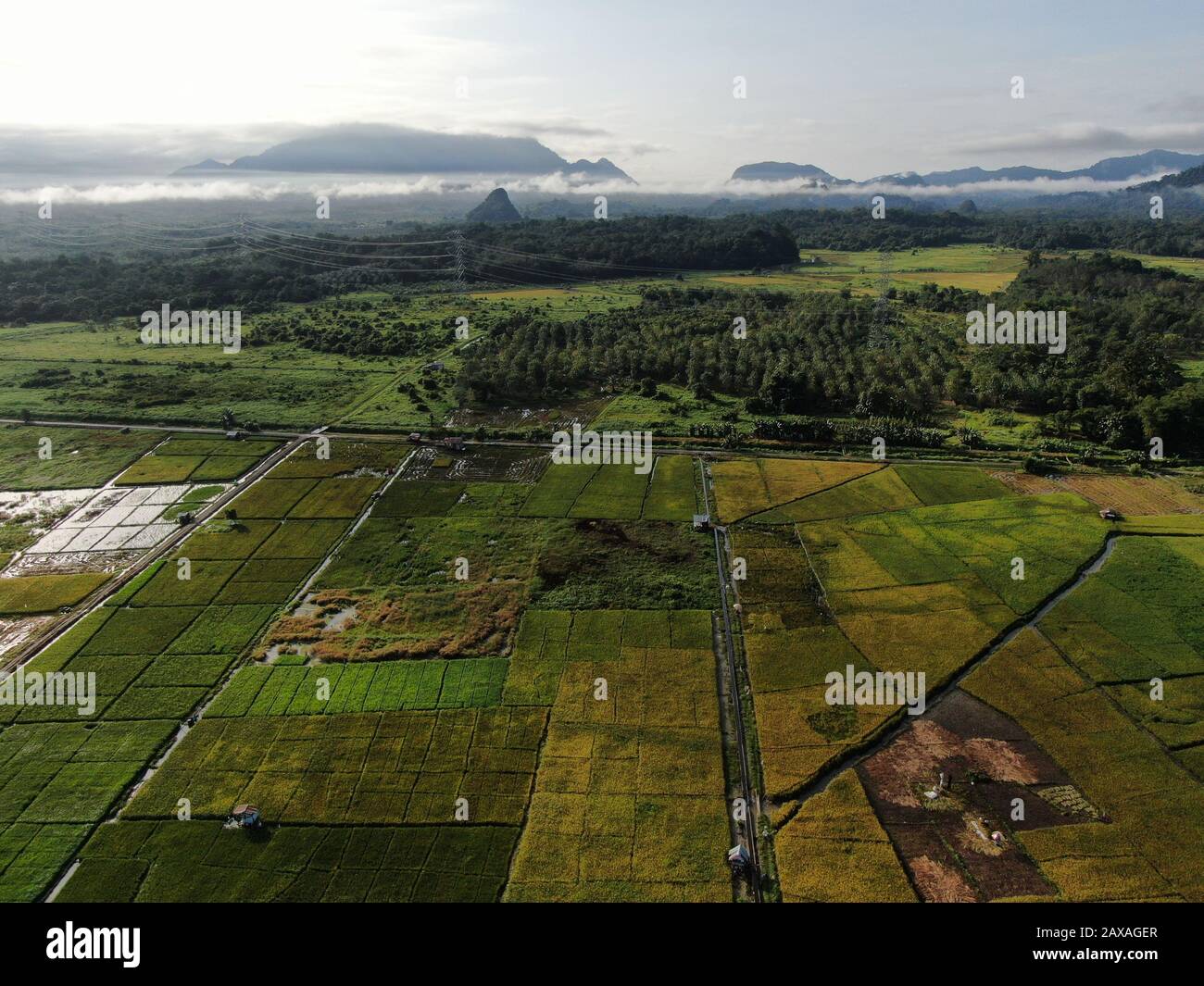 Padi aerial hi-res stock photography and images - Alamy