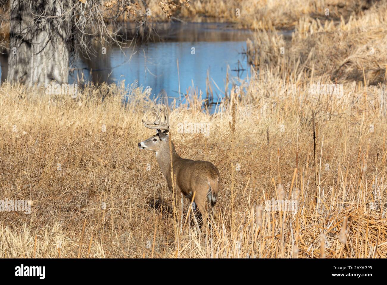Whitetail Deer Buck in Colorado During the Fall Rut Stock Photo - Alamy