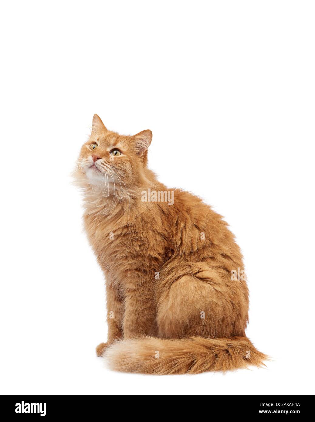 adult fluffy red cat sitting in front of white background, cute face ...