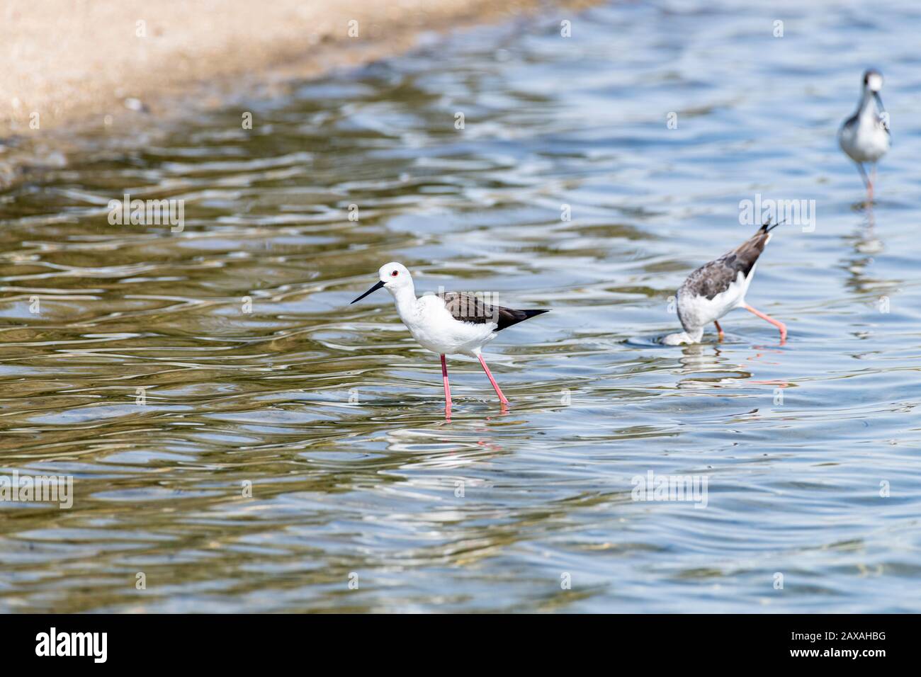 Three Water birds (Stilt Bird) in a lake looking for food Stock Photo ...