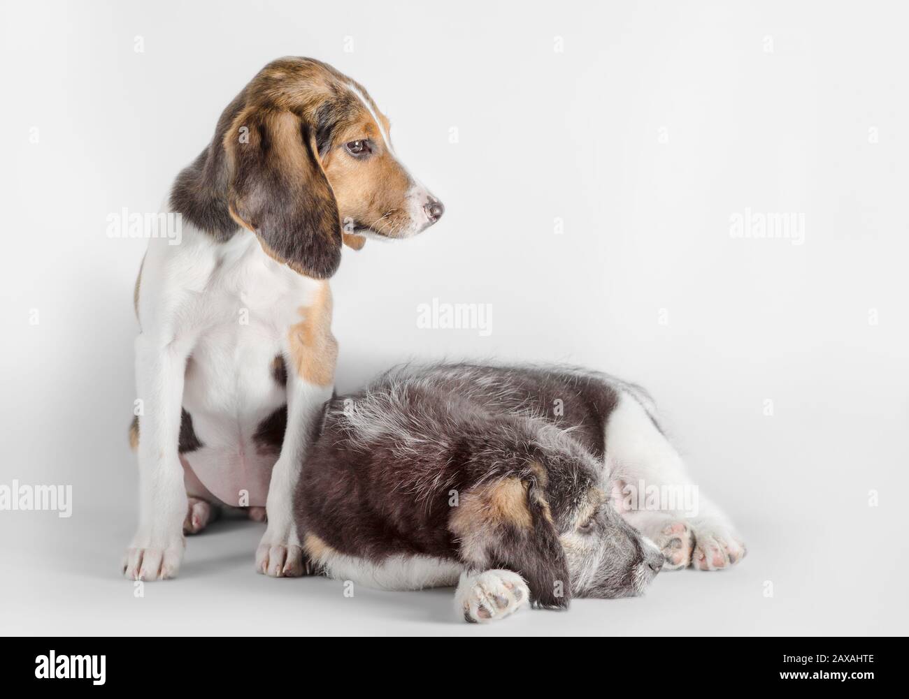 pair of young mutt puppies isolated on white background Stock Photo - Alamy