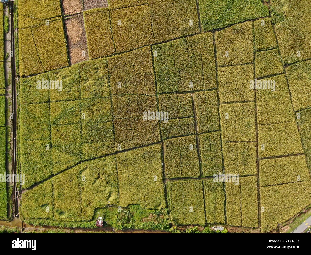 A top down aerial view of a paddy field with farmers at work. Located ...