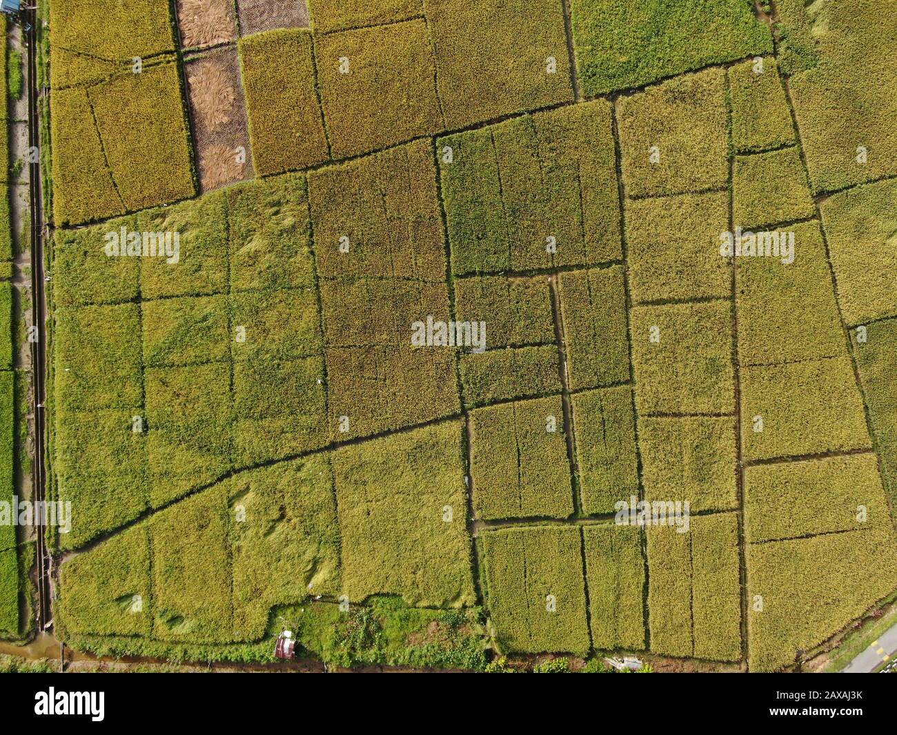 A top down aerial view of a paddy field with farmers at work. Located ...