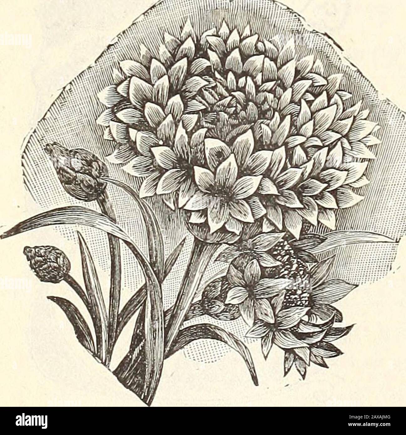 Celosia argentea pyramidalis hi-res stock photography and images - Alamy